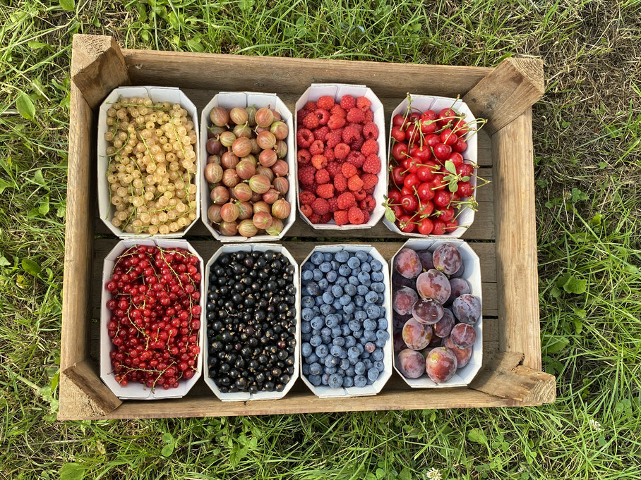 Obst und Gemüse selbst ernten auf dem Engelshof | Mit Vergnügen Köln