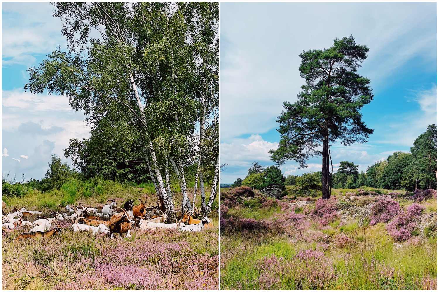 Ein Rundweg durch die Wahner Heide | Mit Vergnügen Köln